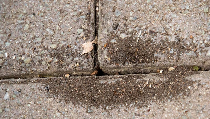 Evidence of ant activity stock image. Image of paved - 313365873
