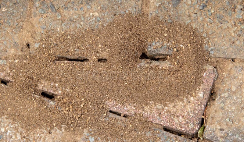 Evidence of ant activity stock photo. Image of pest - 313365878