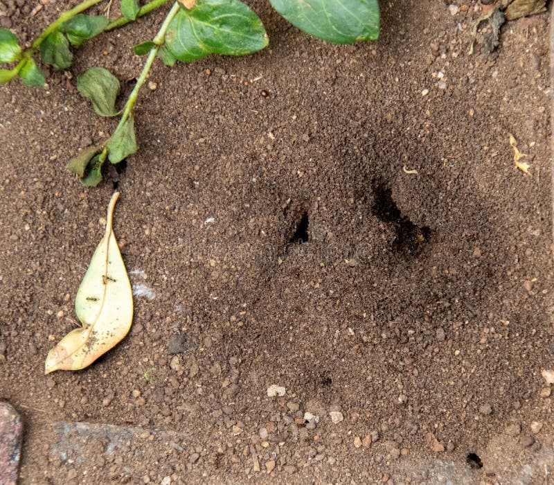 Evidence of ant activity stock photo. Image of home - 313365886