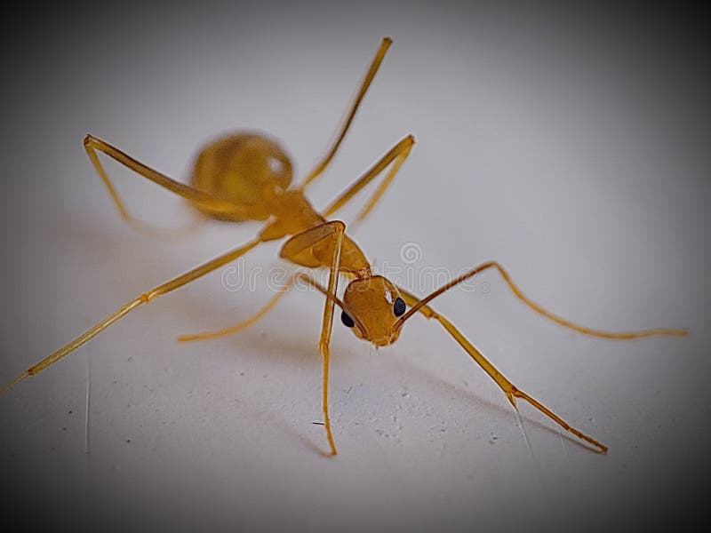 The Ant Aculeata stock image. Image of insect, closeup - 242981425
