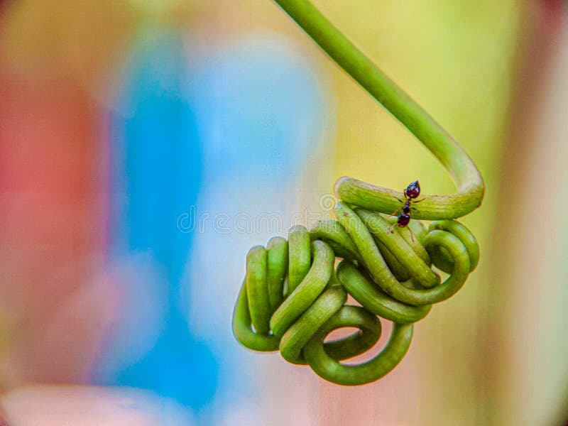 Ant Alone on the Green Leaf Spring Stock Photo - Image of green, flower ...