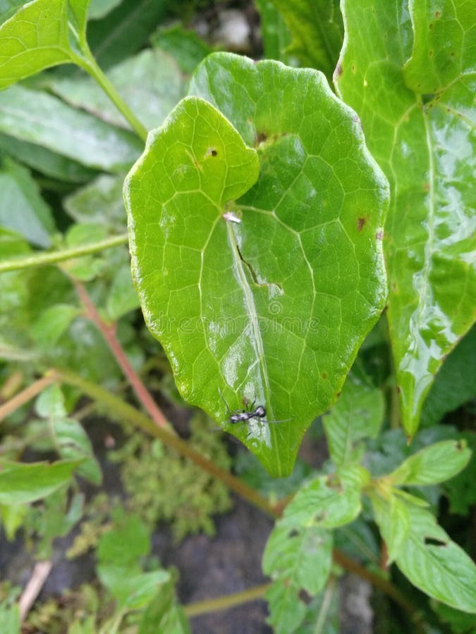 Lonely ant stock image. Image of tree, herb, evergreen - 245192035