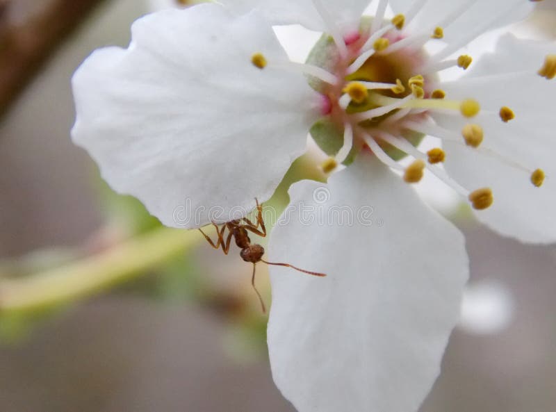 Ant stock image. Image of plant, macro, flower, nature - 100348715