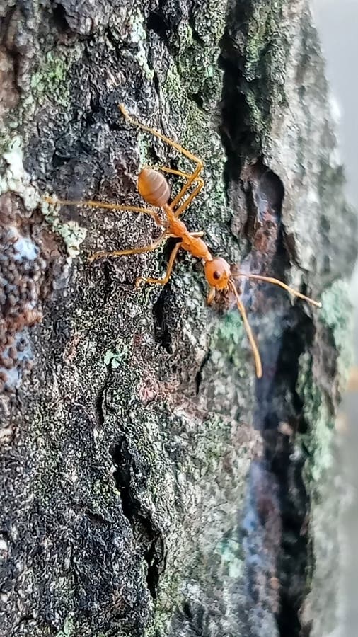 An ant stock photo. Image of branch, tree, wildlife - 377634456
