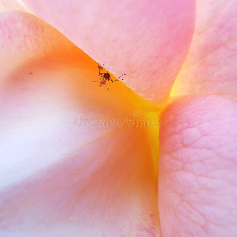 The ant stock image. Image of pink, flowers, rose, petals - 183399105