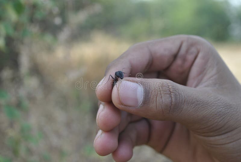 558 Ant Hand Photos - Free & Royalty-Free Stock Photos from Dreamstime