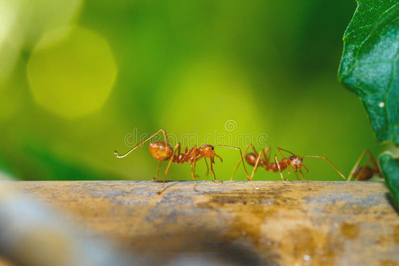 Ant, Ant in nature. stock photo. Image of closeup, colony - 92585572