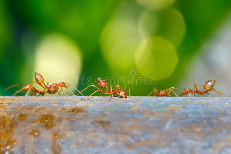 Ant, Ant in nature. stock image. Image of grass, group - 92585769