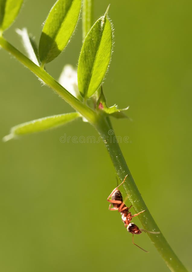 An ant stock photo. Image of nature, invertebrate, green - 260110172