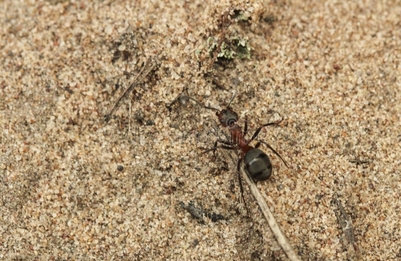 Ant stock image. Image of feet, formicidae, nest, formica - 217634003