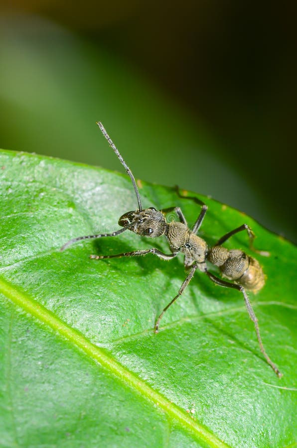 Bullet Ants in the Amazon stock photo. Image of hanging - 32756238