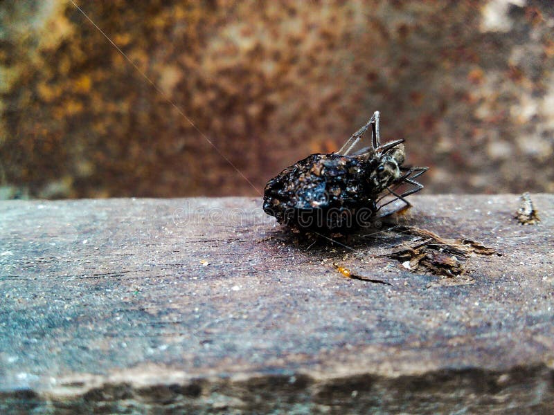 An ant stock photo. Image of food, beautiful, ants, summer - 79349536