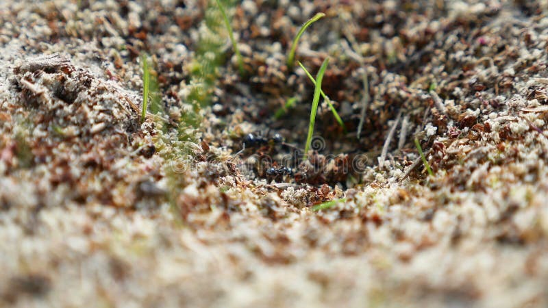 Ant Ants on Nature Insects the Earth Movement Works Stock Photo - Image ...