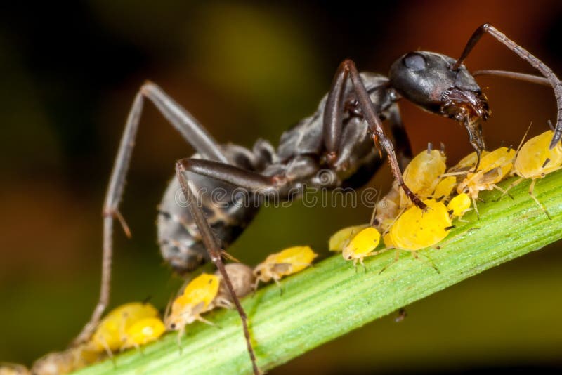 An ant and aphids stock image. Image of eyes, aphid, stem - 79153523