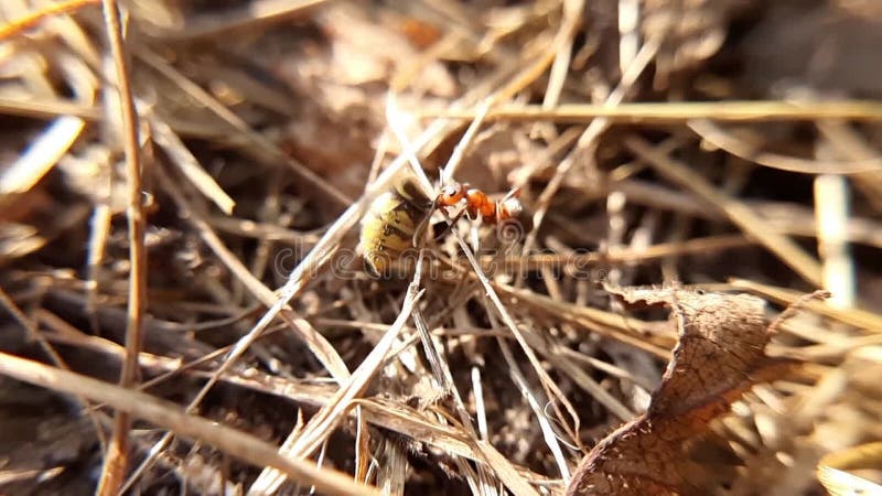 Ant Attacking Cephalotes that Drags only the Corpse of a Wasp Stock ...