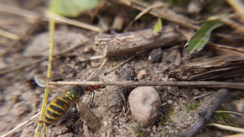 Ant Attacking Cephalotes that Drags only the Corpse of a Wasp. Stock ...