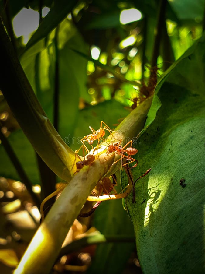 Ant back to nature stock photo. Image of merah, leaf - 227482326