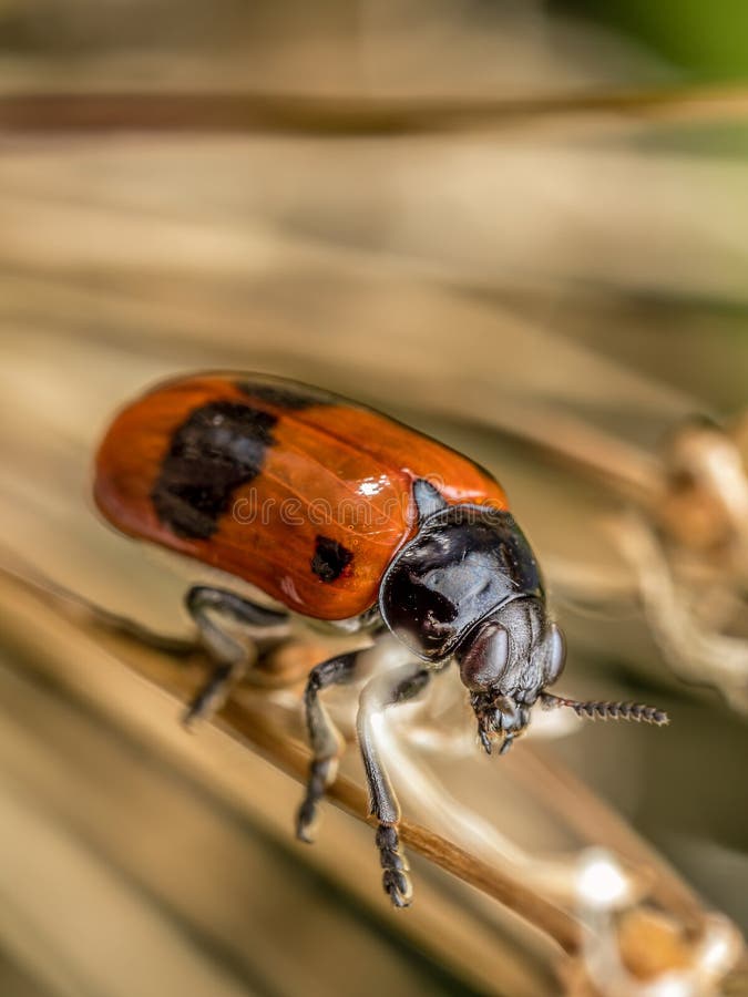 Ant Bag Beetle on a Dry Plant Stock Photo - Image of entomology, orange ...