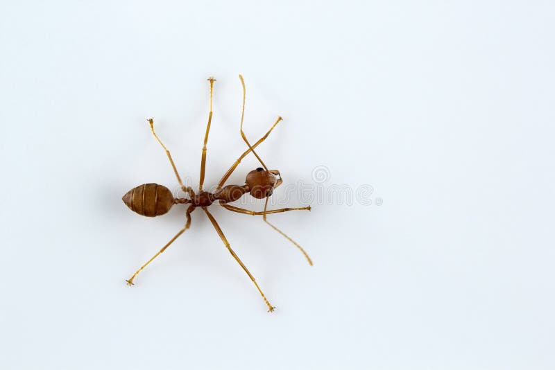 Ant, Bangalore , India stock image. Image of insect - 118296211