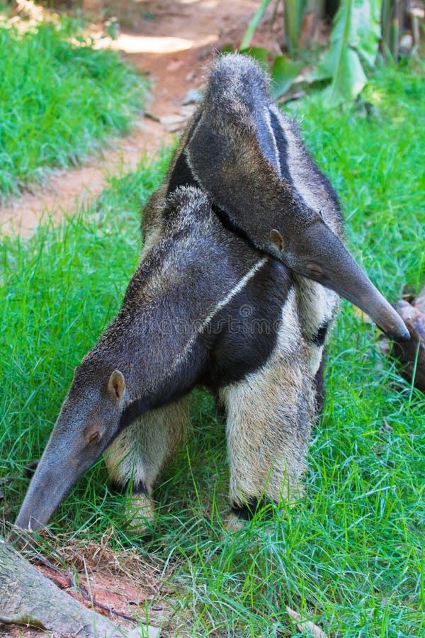 Ant bear(anteater) family stock photo. Image of wildlife - 21279448