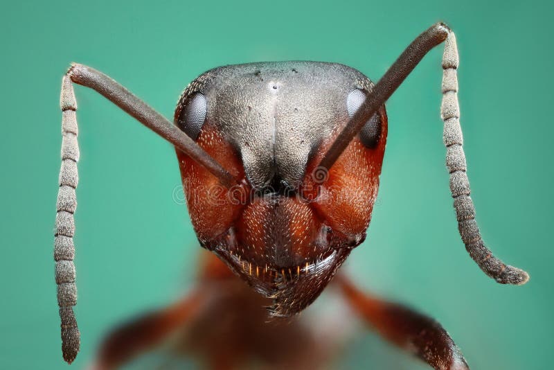 Ant stock photo. Image of canon, portrait, ginger, beautiful - 98854716