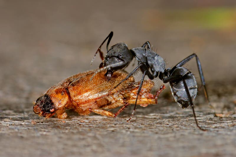 Ant and beetle stock photo. Image of legs, hairy, african - 2137118