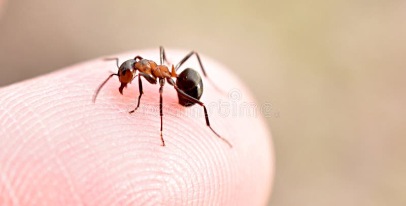The Ant Bites the Finger of a Person Stock Photo - Image of natural ...
