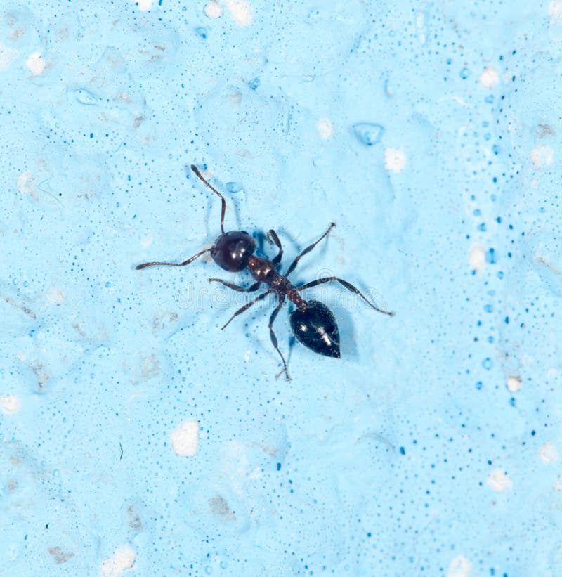 Ant on a blue background stock photo. Image of background - 102258926
