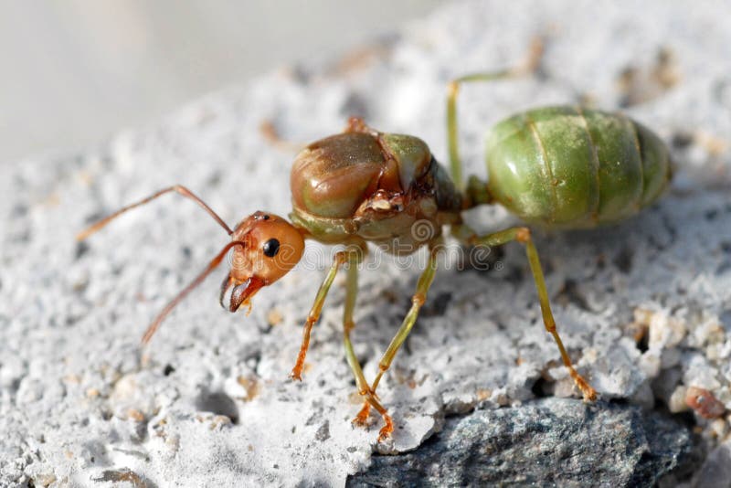 Ant boss stock photo. Image of color, close, green, high - 32088306
