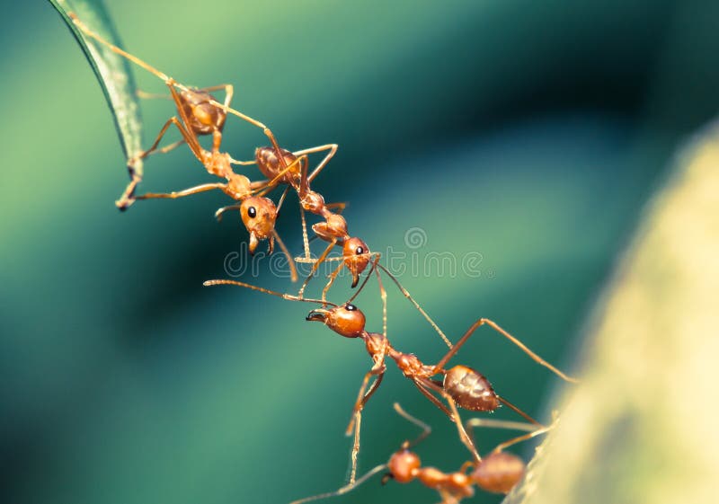 Ant bridge teamwork stock image. Image of social, life - 62350867