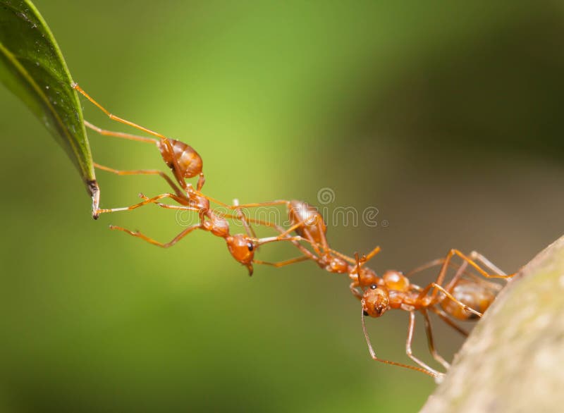 Ant bridge unity stock photo. Image of insect, colorful - 54727930