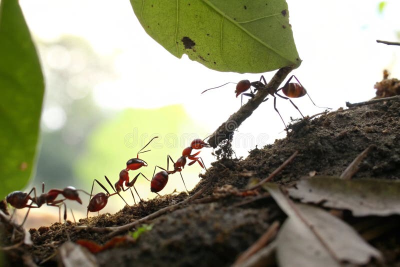 Ant Bridge: Unity and Teamwork Concept Stock Illustration ...