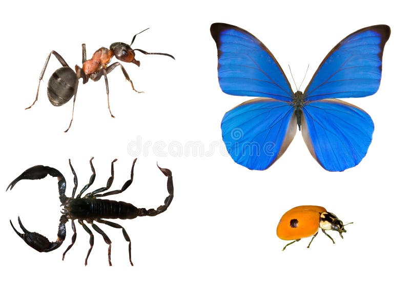 Ant, Butterfly, Scorpion and Ladybug Stock Image - Image of collection ...