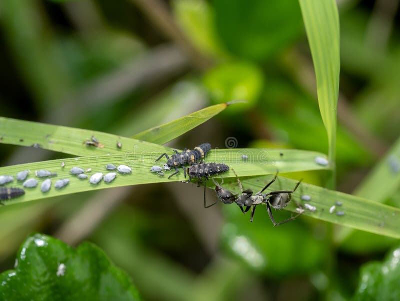 Ant are Caring for the Larvae of Aphids Stock Image - Image of leaf ...