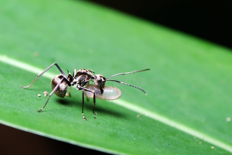 Ant Carrying Egg on the Leaf Stock Photo - Image of dark, nature: 32566684