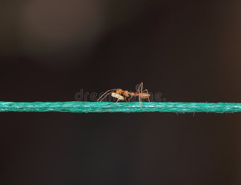 Ant Carrying Food on a Rope Stock Image - Image of help, insect: 53799017