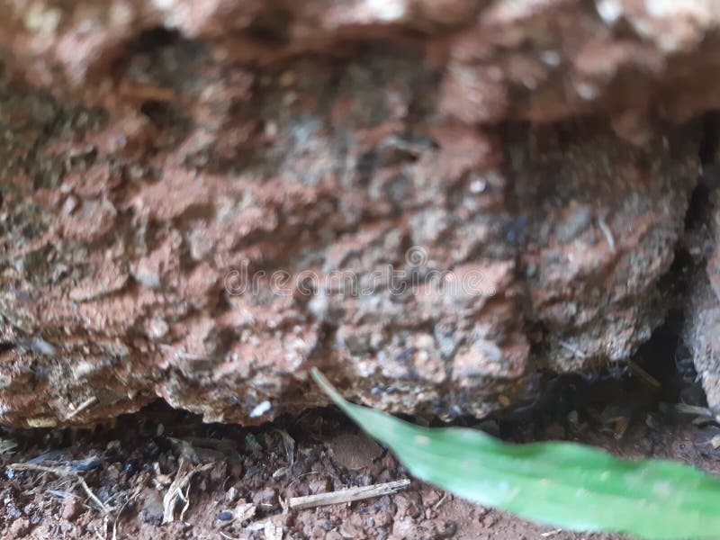 Ant Queue Stock Photos - Free & Royalty-Free Stock Photos from Dreamstime