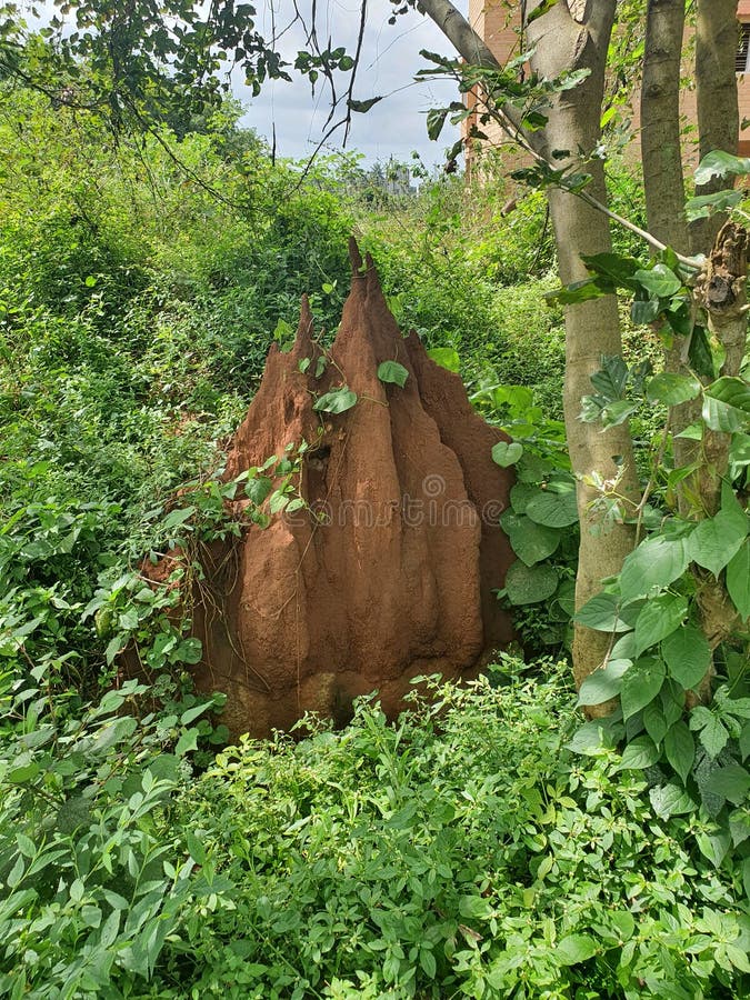 Ant Clay House Built by Ants Inside a Garden. Stock Photo - Image of ...