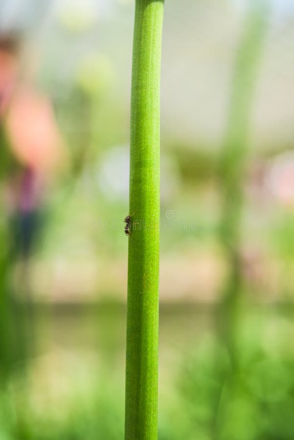 An Ant Climbing Down the Stem of a Flower.. Stock Image - Image of ...