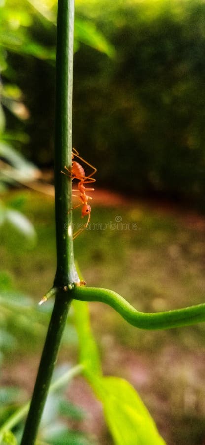 Ant is Climbing on Ivy Gourd Stock Image - Image of gourdl, green ...