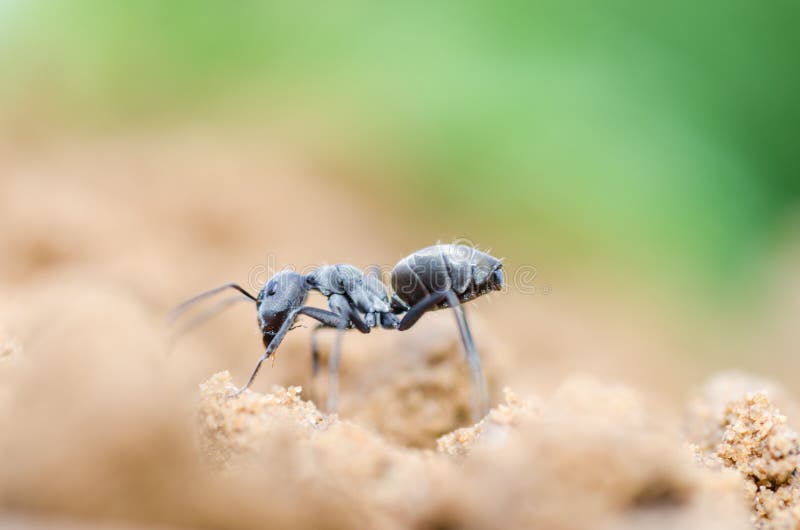 Ant stock photo. Image of black, macro, land, close, small - 47902460