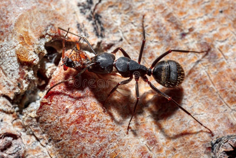 The ant is close-up stock image. Image of biology, fauna - 133576425