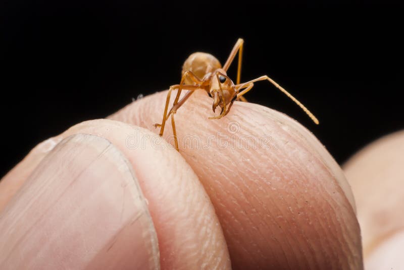 558 Ant Hand Photos - Free & Royalty-Free Stock Photos from Dreamstime