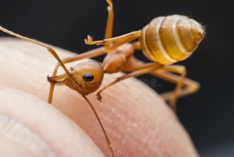 558 Ant Hand Photos - Free & Royalty-Free Stock Photos from Dreamstime