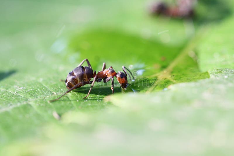 Ant stock image. Image of summer, ants, animal, wildlife - 137745111