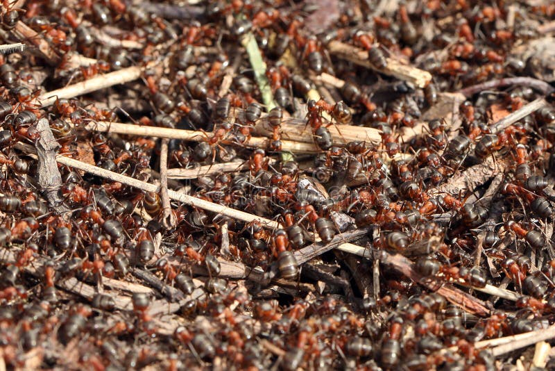 Deep Fried Insects and Bugs Stock Photo - Image of markets, meal: 104972390