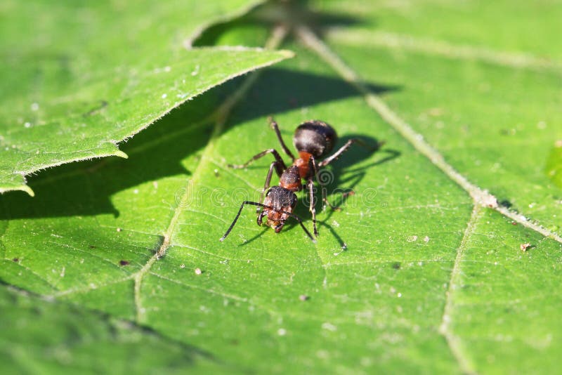Ant stock photo. Image of closeup, worker, natural, macro - 137745230