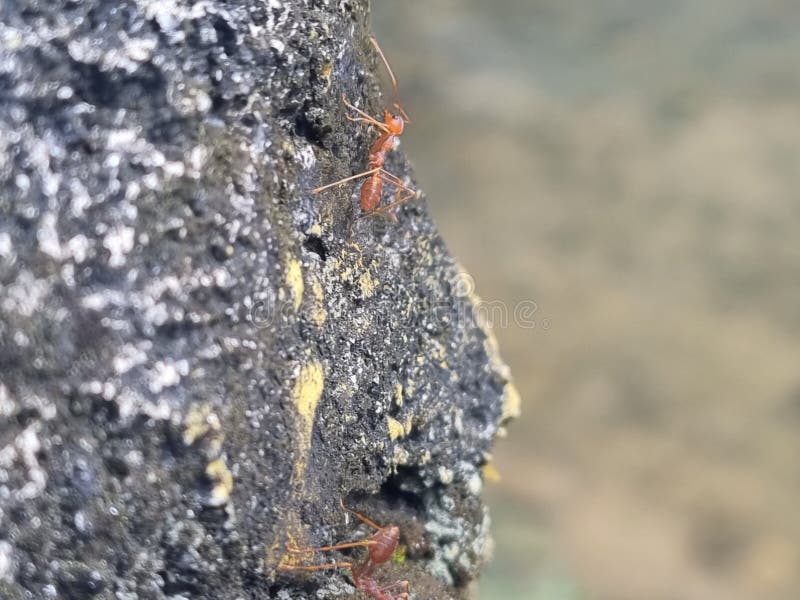 Ant closeup zoom, red ants stock photo. Image of zoom - 232867398