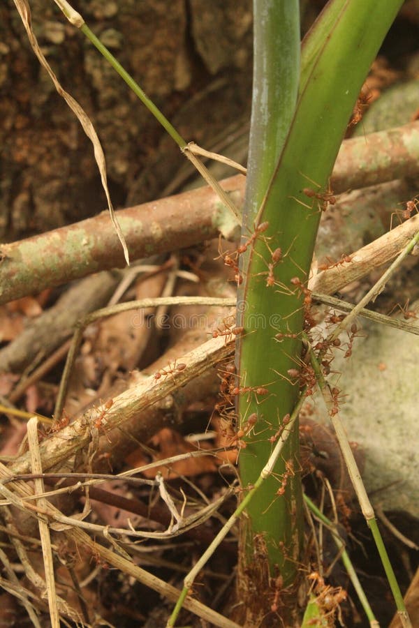 Ant Colonies are Working Together Stock Photo - Image of twig, cactus ...