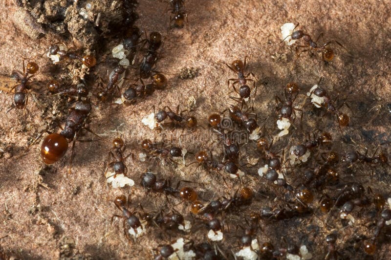 Ant colony stock photo. Image of close, alert, teamwork - 1011076